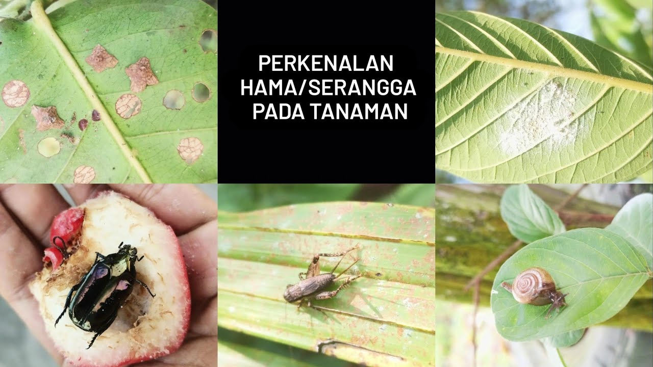 PERKENALAN HAMA/SERANGGA PADA TANAMAN - YouTube