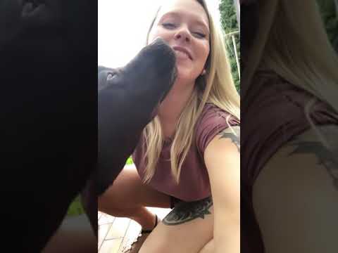 Dogs kiss #dogsworld  #dogsstatus