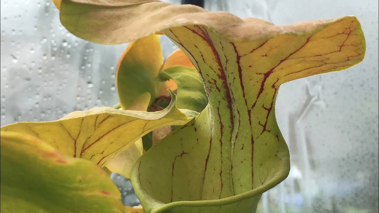 SARRACENIA MINI BOGS IN THE NEW TEMPERATE CARNIVOROUS PLANT GREENHOUSE ...