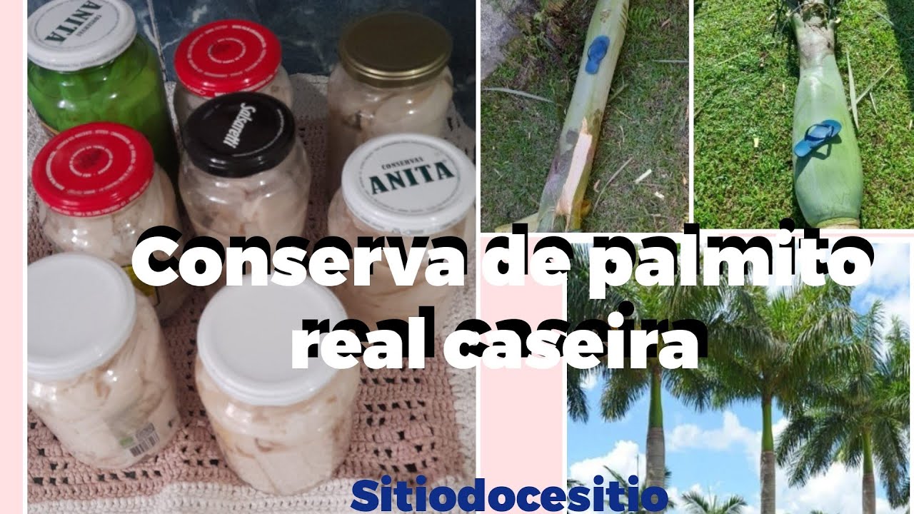 💟 INCRÍVEL COMO FAZER PALMITO em conserva em casa , Palmeira Real # ...