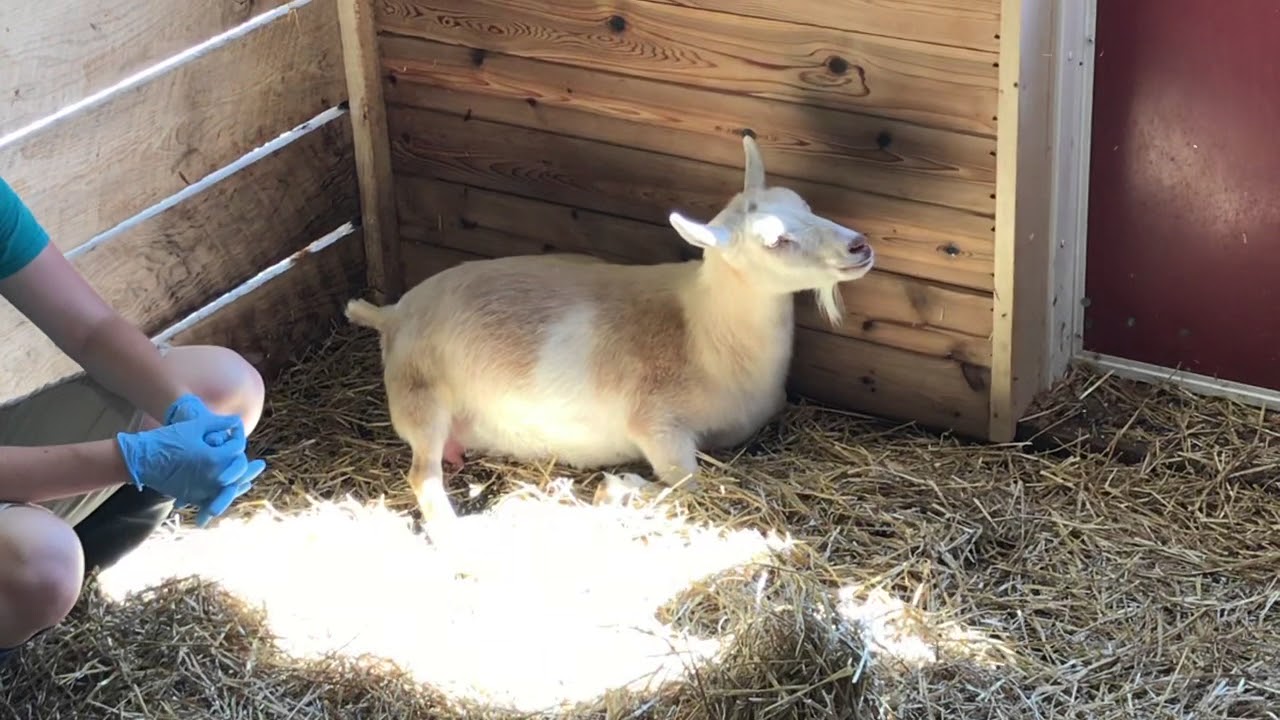 Baby goat being born - YouTube