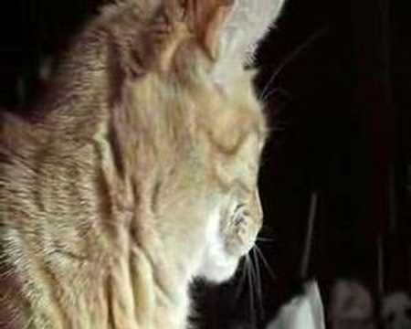 cornflake, you lovely little cat - YouTube