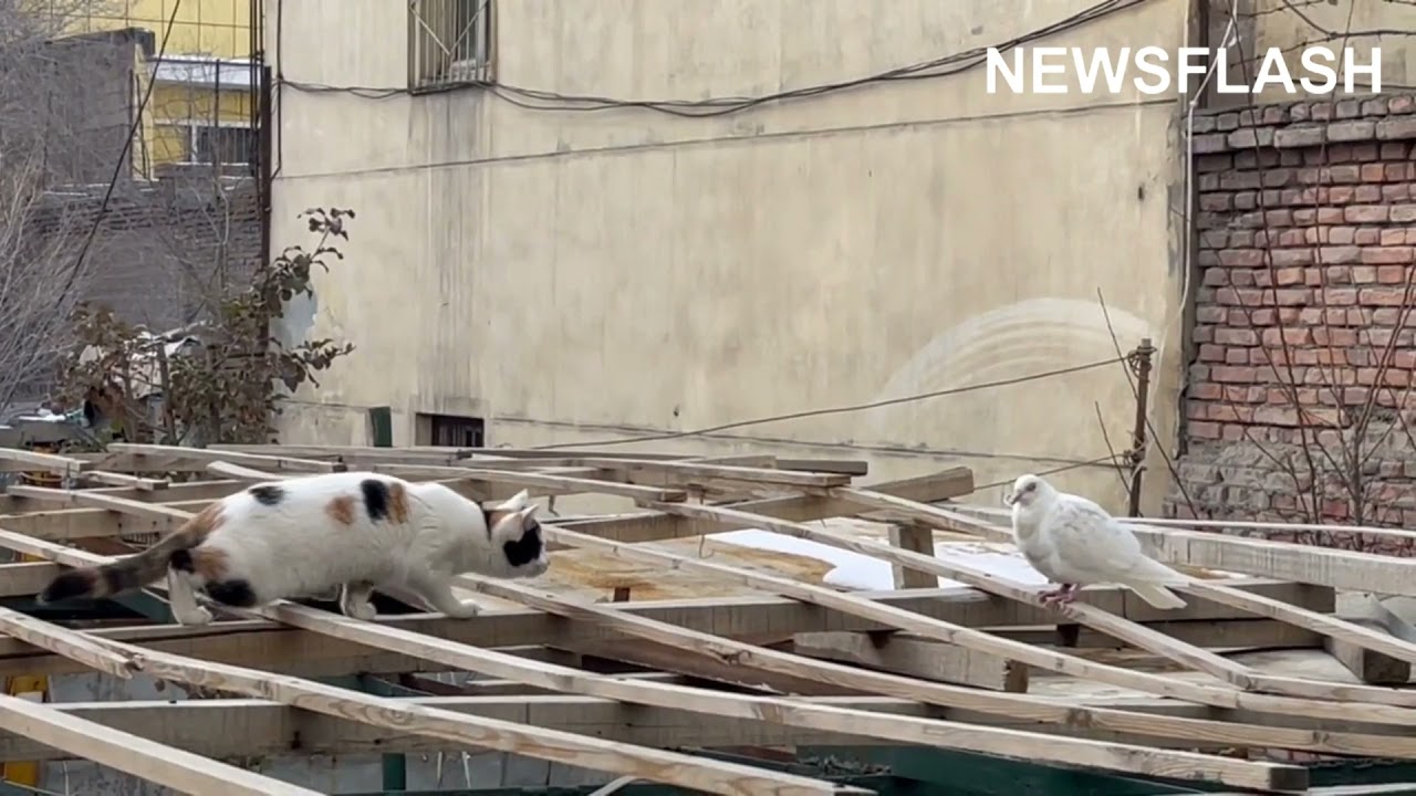 Moment Crouching Cat Stalks Fat Bird On Roof And Gives It Kiss On The ...