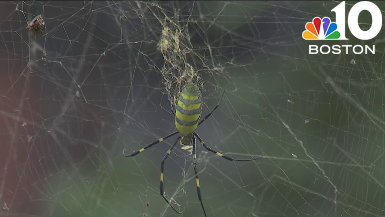 Giant Joro spider spotted in Boston - YouTube