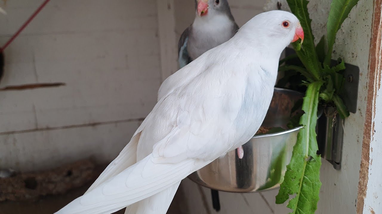 Princess of Wales Sittich fresst Löwenzahn 🌱 - YouTube