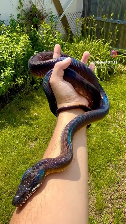 Insanely Iridescent White Lipped Python - YouTube