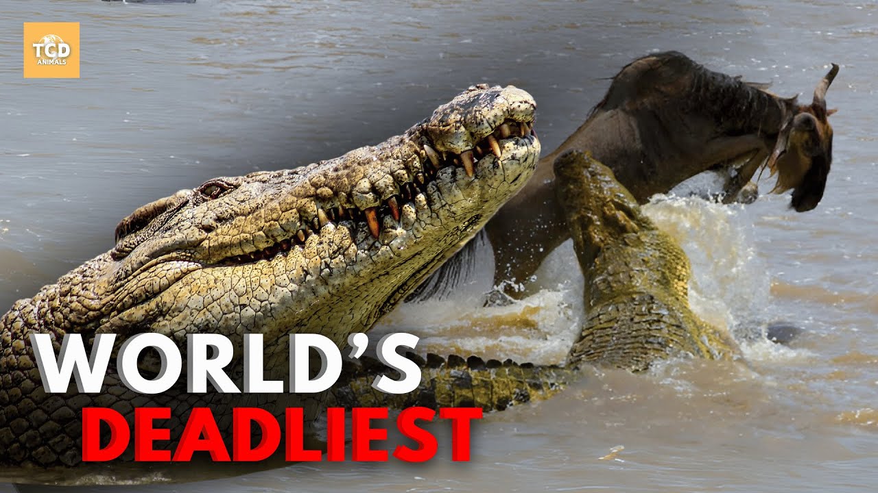 Incredible Instances of Nile Crocodile Attacks Taking an Unexpected ...