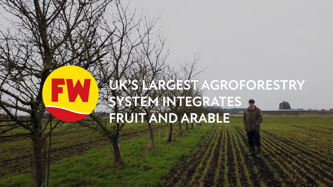 UK's largest agroforestry system integrates fruit and arable - YouTube