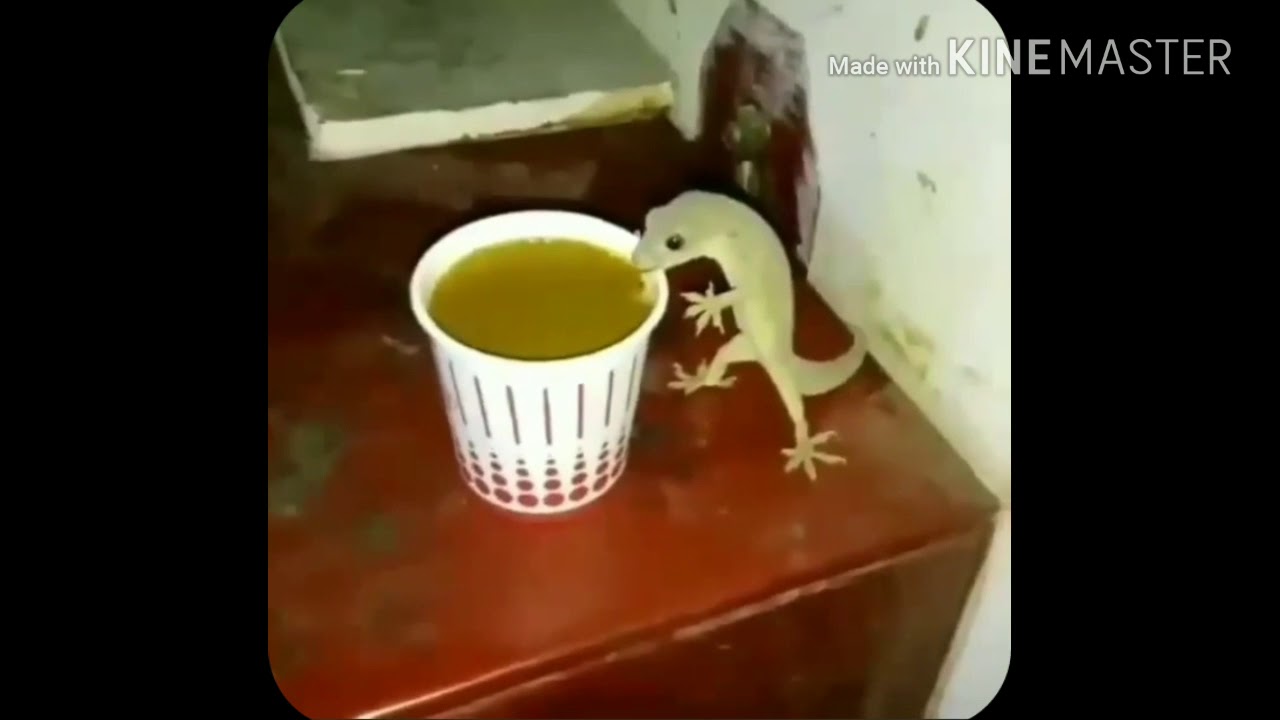 LIZARD DRINKING TEA😂😂....DON, T LET THIS HAPPEN TO TO YOUR TEA - YouTube