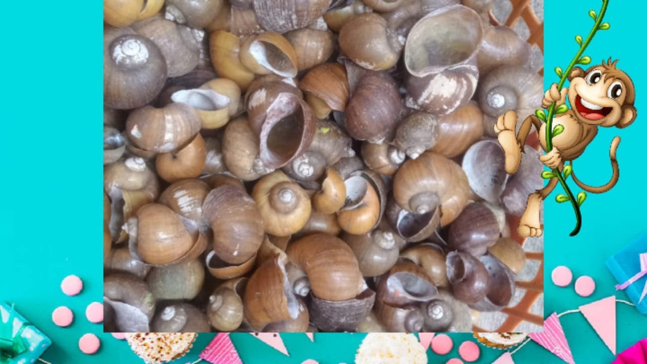 WADIDAW !!! MENCARI KEONG SAWAH WARNA WARNI, KERANG KALI, KELOMANG ...