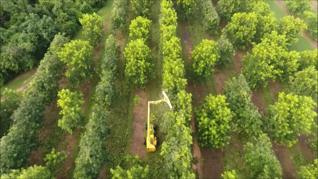 Graham Pecan Farm hedging June 2017 - YouTube