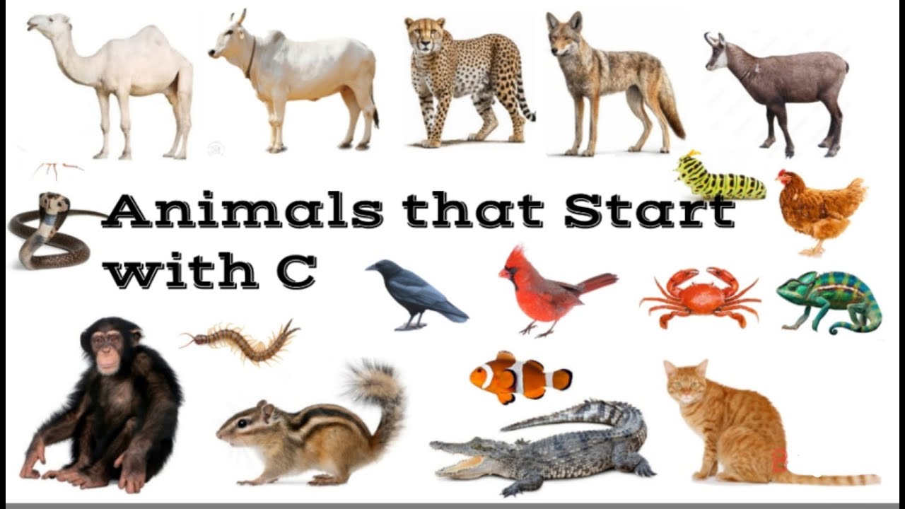 Animals That Start With C // ABC Animals for kids and Preschool. - YouTube