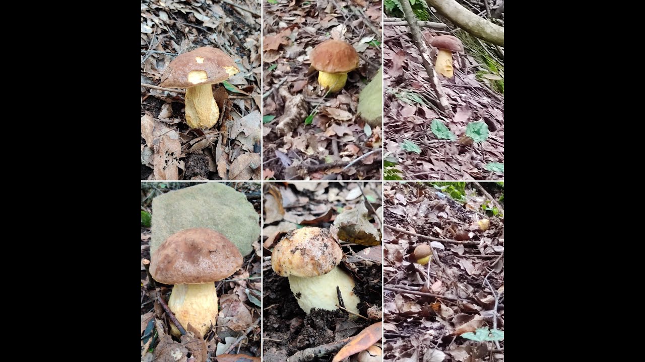 Funghi invernali 2019: i leccini (Leccinum Lepidum). Raccolta e ...