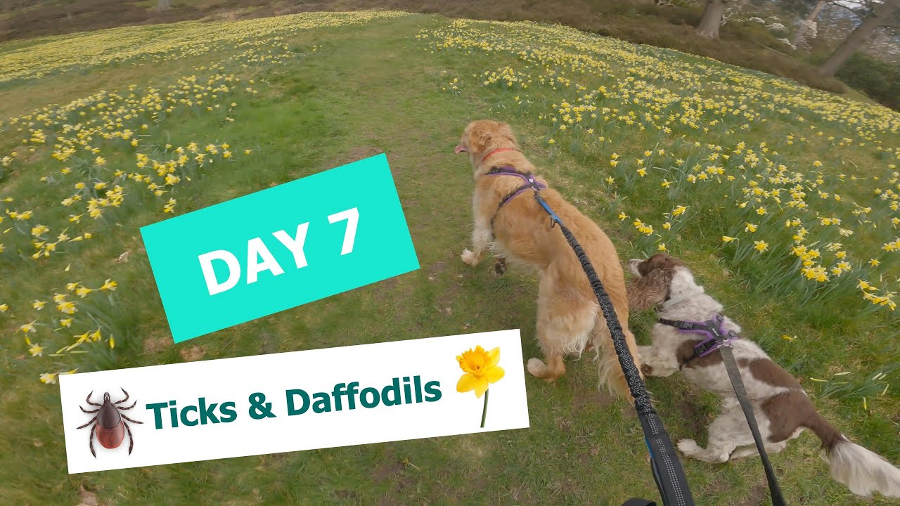 Day7- We go Daffodil hunting and pick up an unexpected guest - Obese to ...