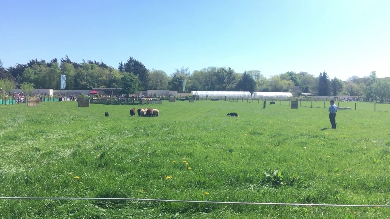 Sheepdog Trials with Denis Birchall & Tweed - YouTube