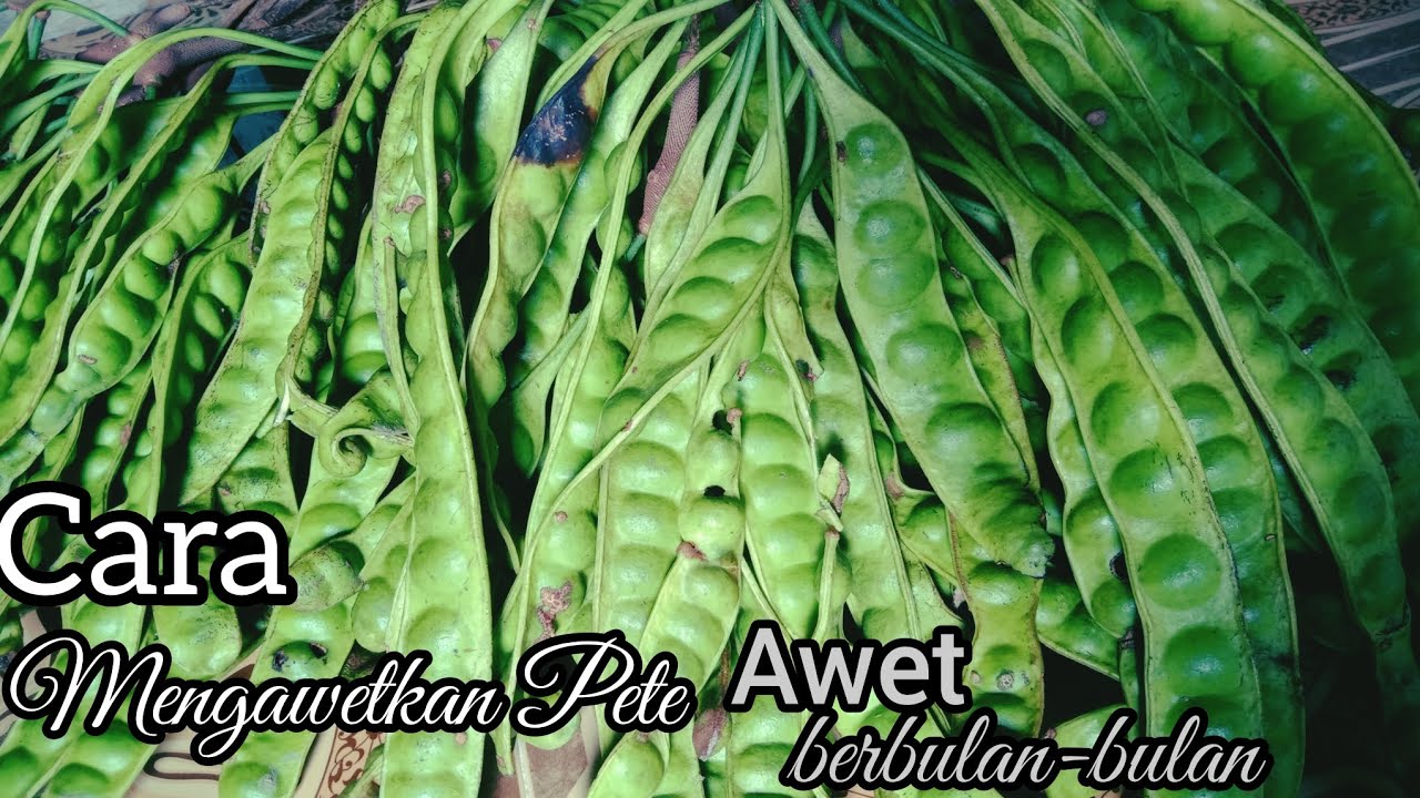 CARA MENYIMPAN PETAI YANG BENAR , AWET BERMINGGU-MINGGU TIDAK MATENG ...