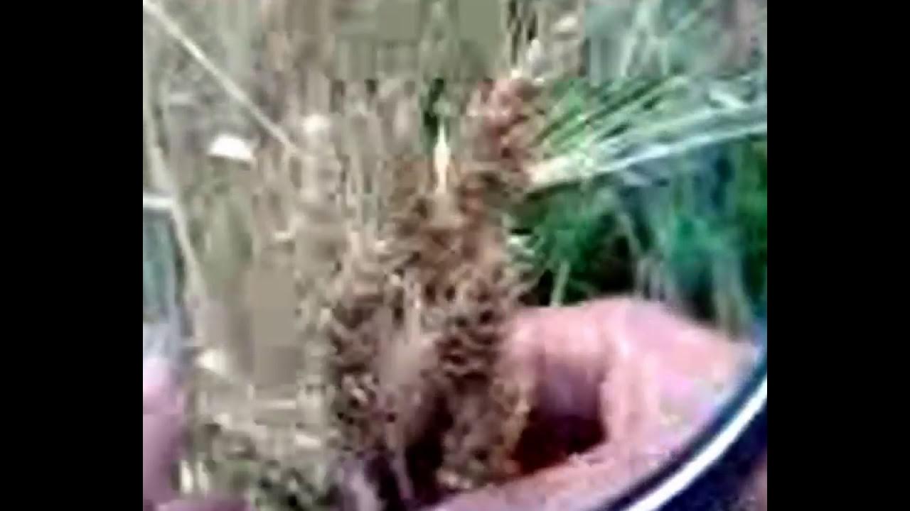 Пшеница настоящая. Однозернянка - YouTube