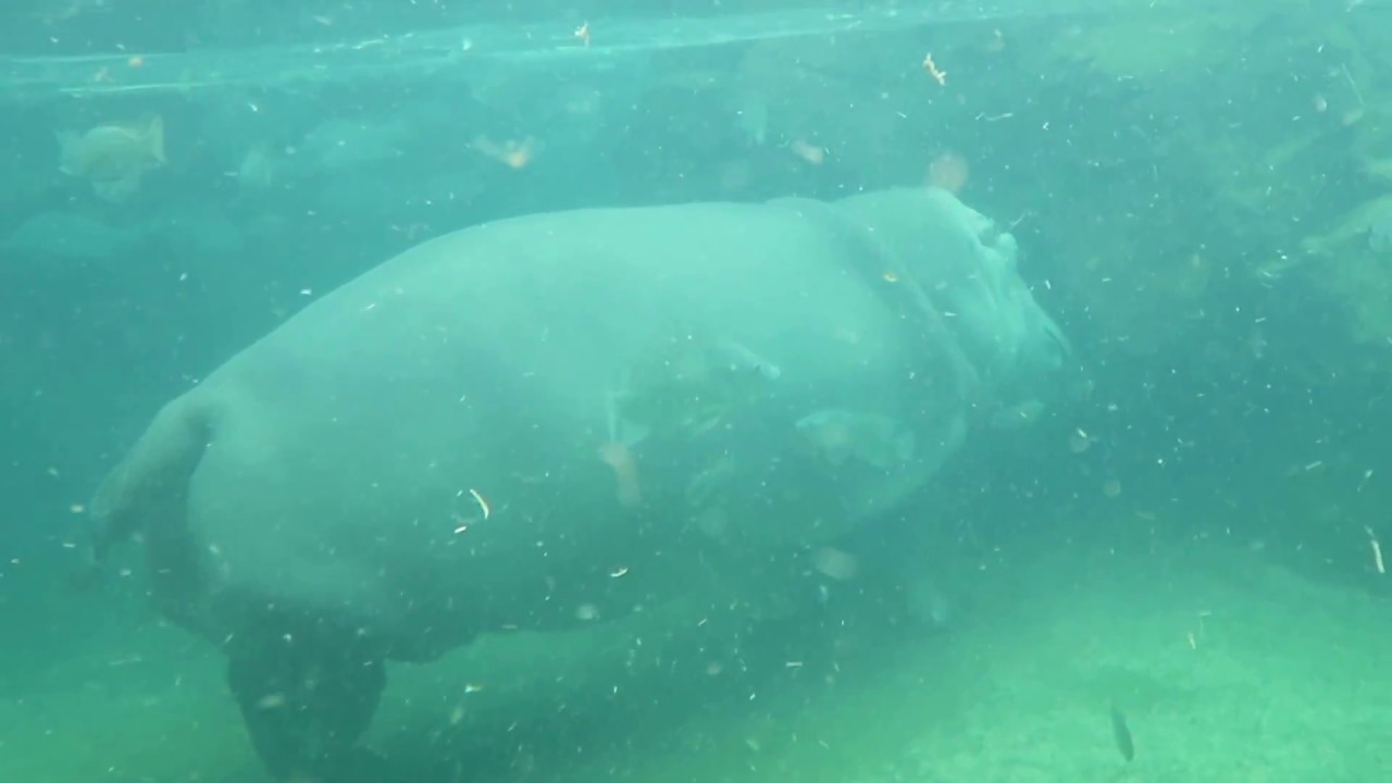 #62 Nov 2017 Hippo at Tennoji zoo, Osaka, Japan - YouTube