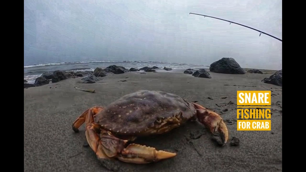 Snare Fishing for Crabs in the Surf - YouTube