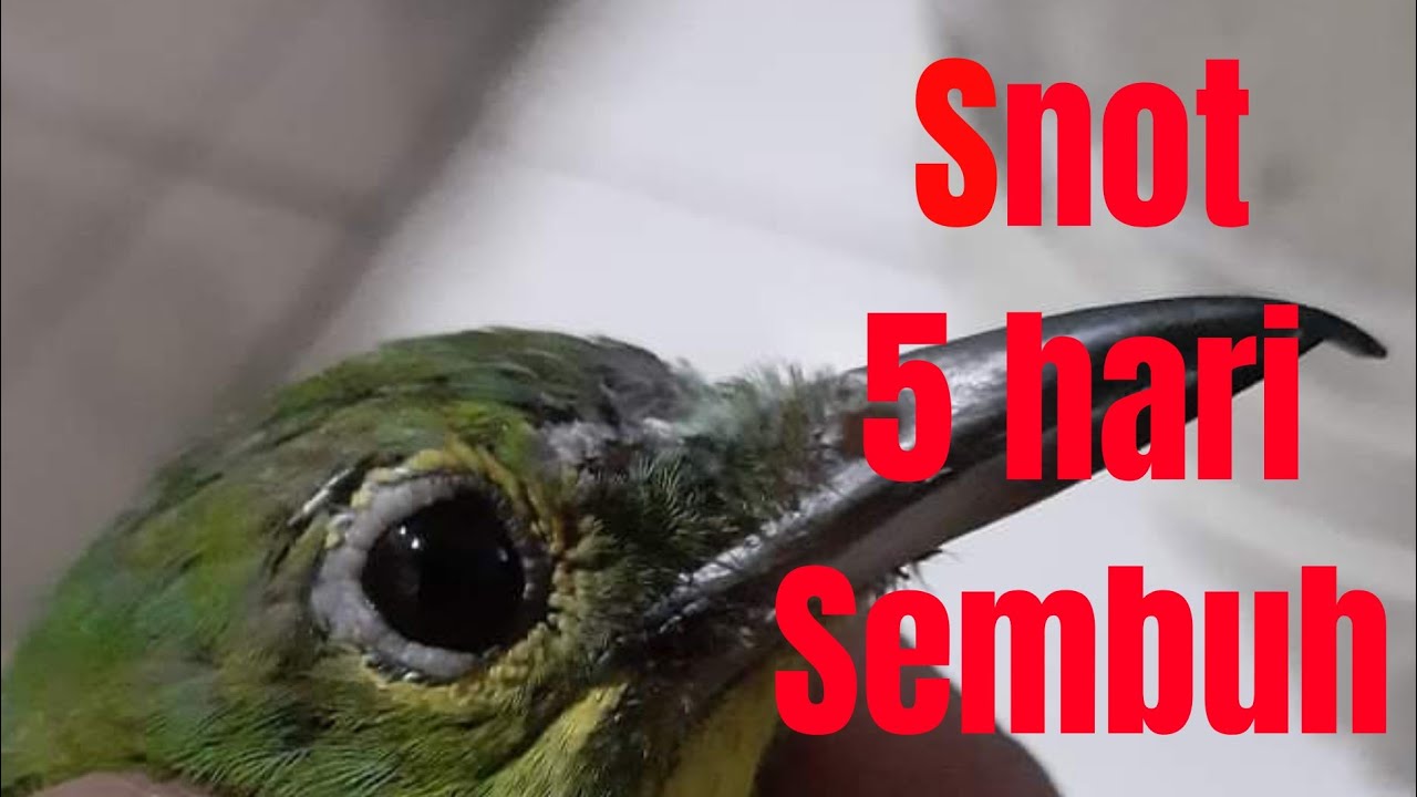 burung cucak ijo snot sembuh dalam 5 hari #cakijo,cucakijo,jamtrok ...