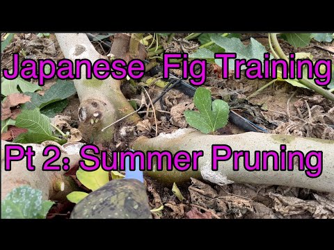 How to Train Figs in Summer- Japanese Method - YouTube