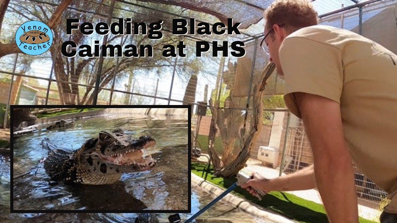 Feeding Black Caiman at PHS - YouTube