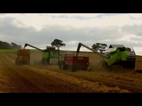 Harvest '20 - TWO Combines at Work, including unloading. Third standing ...