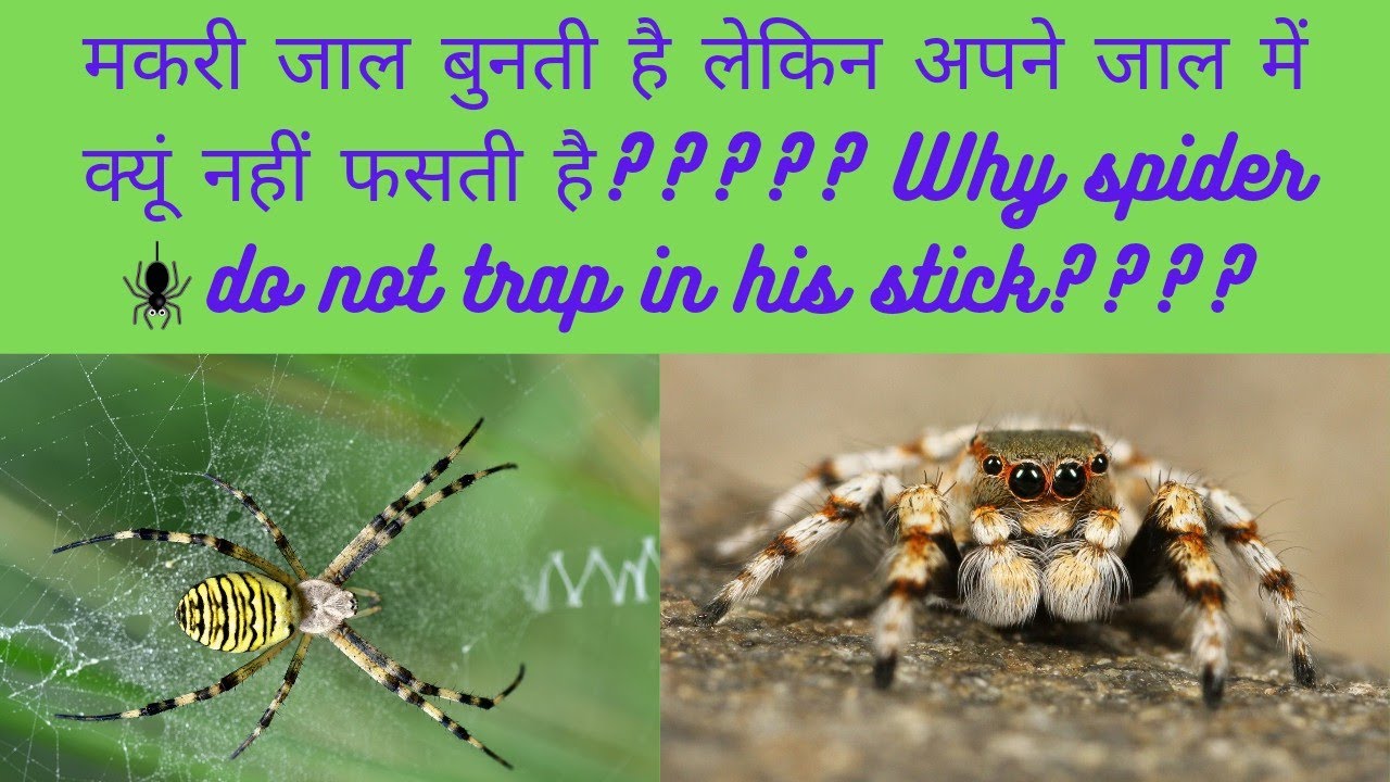 Makri/#Spider apne jaal me kyu nahi phasti hai/why spider do not trap ...
