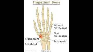 Trapezium Bone Bones Of The Hand: Carpal Bones