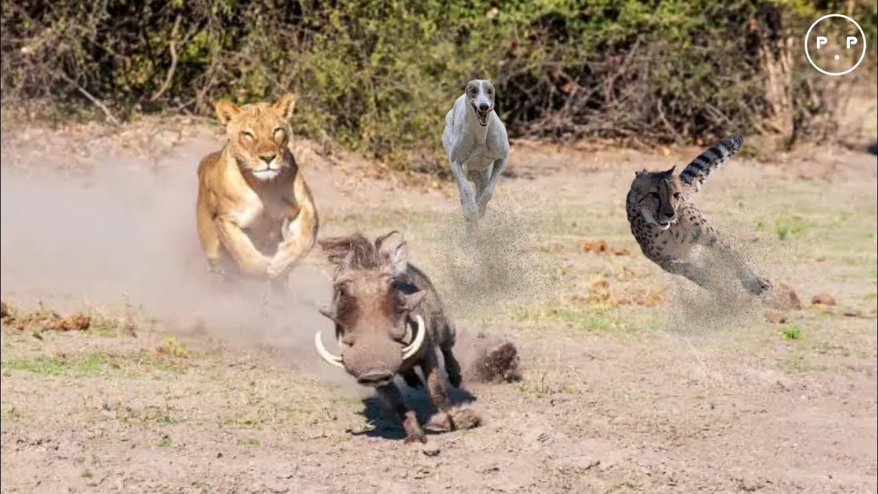 Top Moments When the Fastest Animals was Defeated by Warong Warthogs ...
