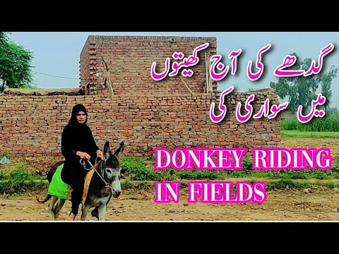 Donkey riding in fields | enjoying donkey ride - YouTube