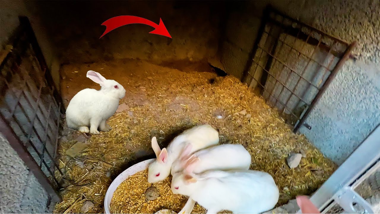 Rabbits Nay Master Cage ka Kya Haal Kar Diya 😱😨 Surang Ban Gai Ander - YouTube