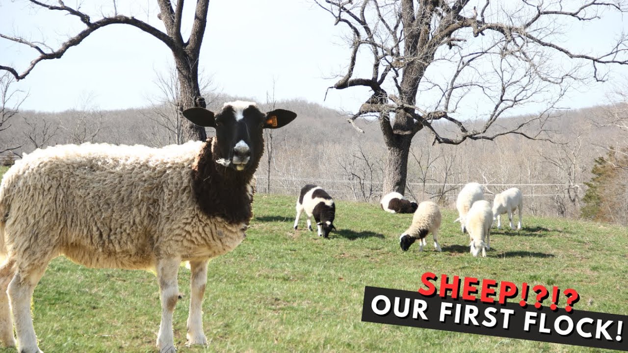 Getting Our First Flock Of Hair Sheep! Natural Weed Preventer! - YouTube