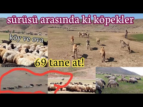 SAĞIRKAYA KÖYÜME İNDİK HİZANIN EN DÜZ OVASI••SÜRÜLERLE PEŞ PEŞEYİZ köpekler nefes almıyor!!