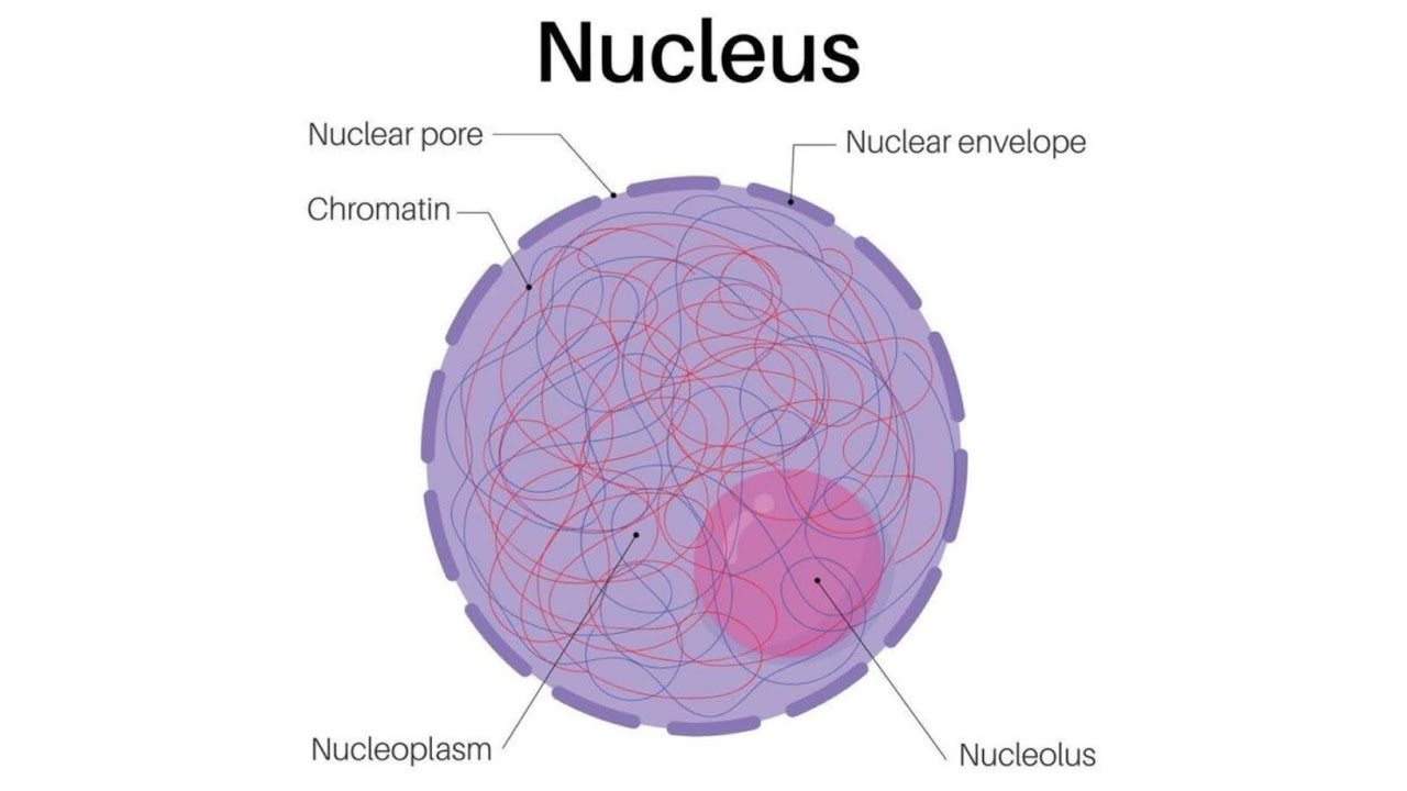 Nucleus and it's structures| Nuclear pore | Nuclear envelope | Nucleolus | Nucleoplasm ...