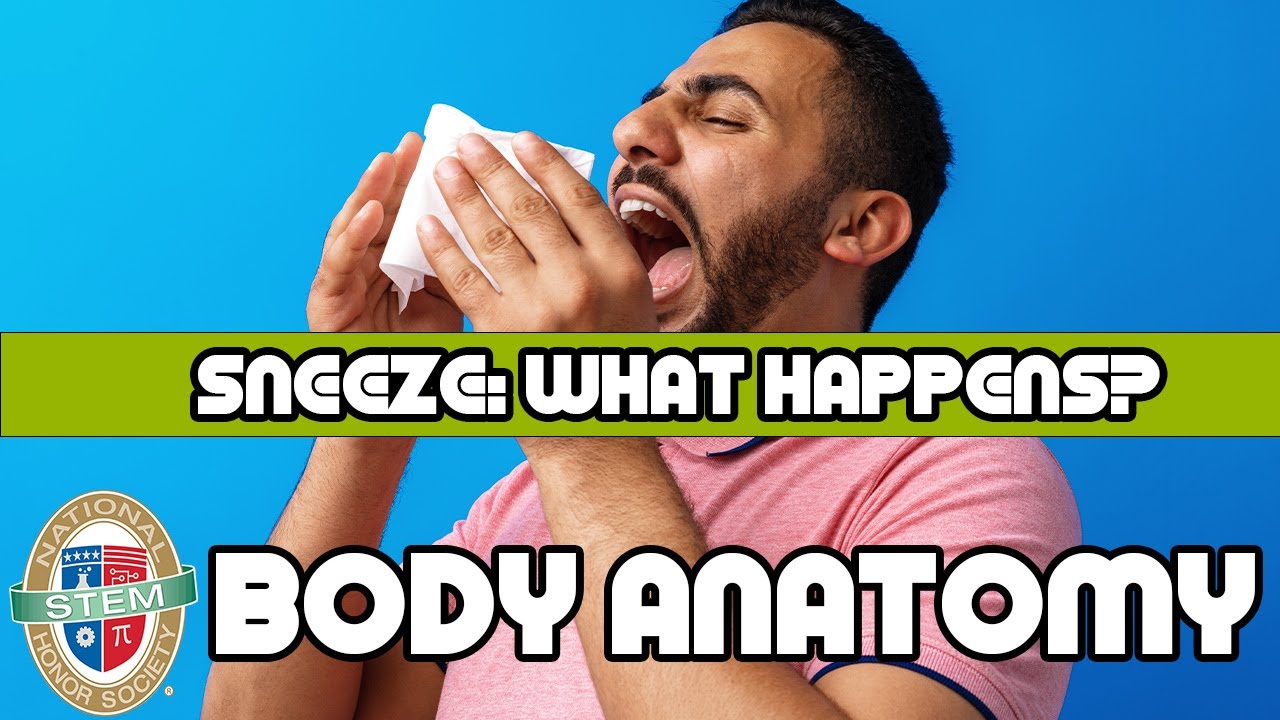 Body Anatomy: What Happens When We Sneeze? | NSTEM - YouTube