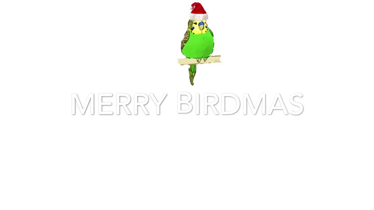 Merry birdmas - YouTube