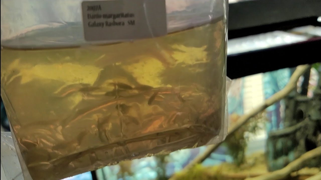 Unboxing 50 Celestial Pearl Danios & 25 Amano Shrimp from Uncle Sam's ...