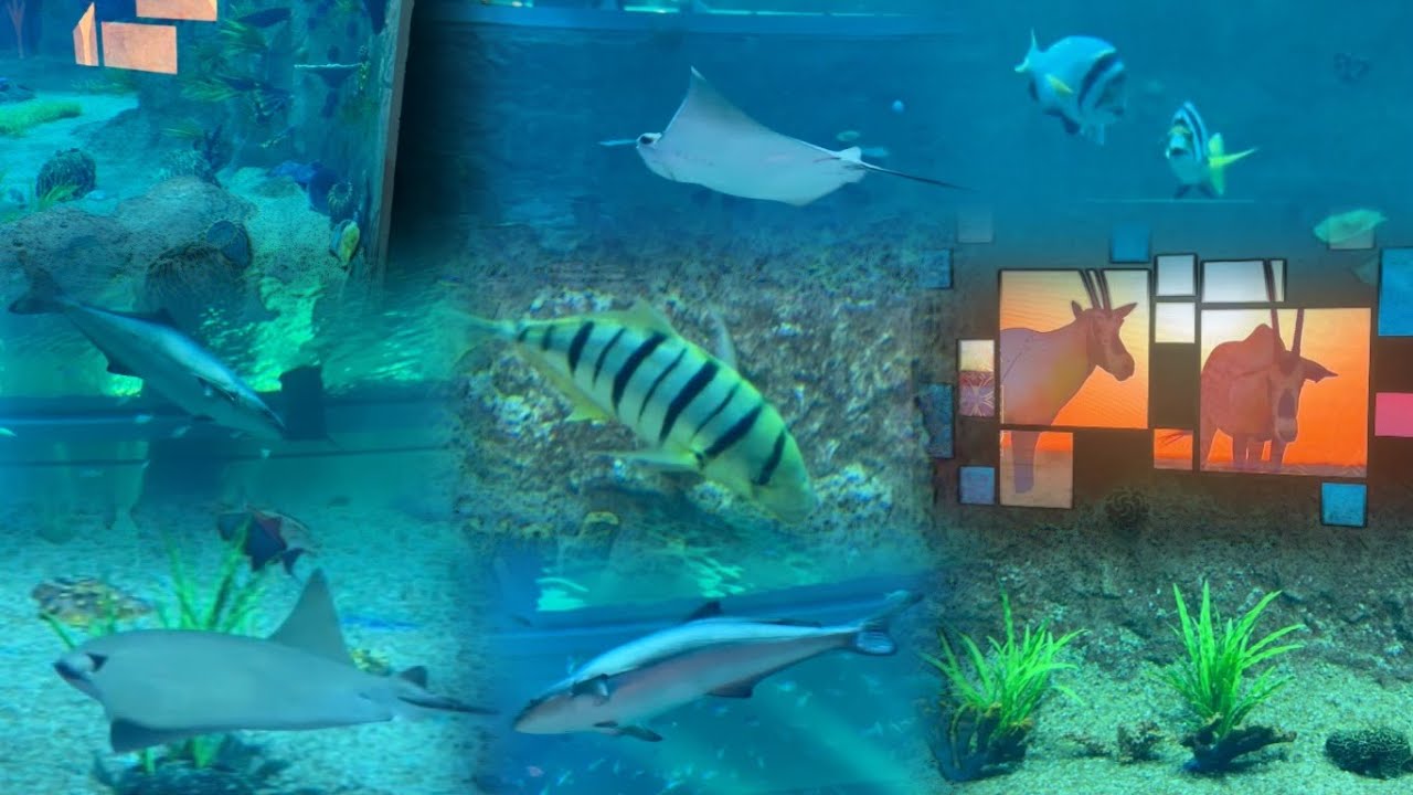 Beautiful Fish in Aquarium #qatar - YouTube