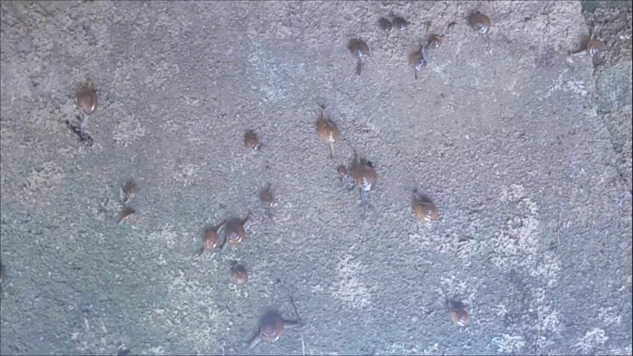 An Escargatoire of Snails - YouTube
