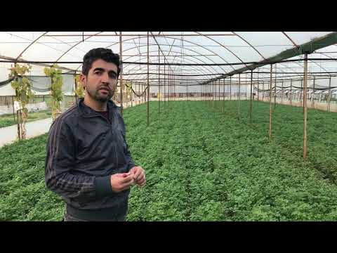 Maydanoz Yetiştiriciliği