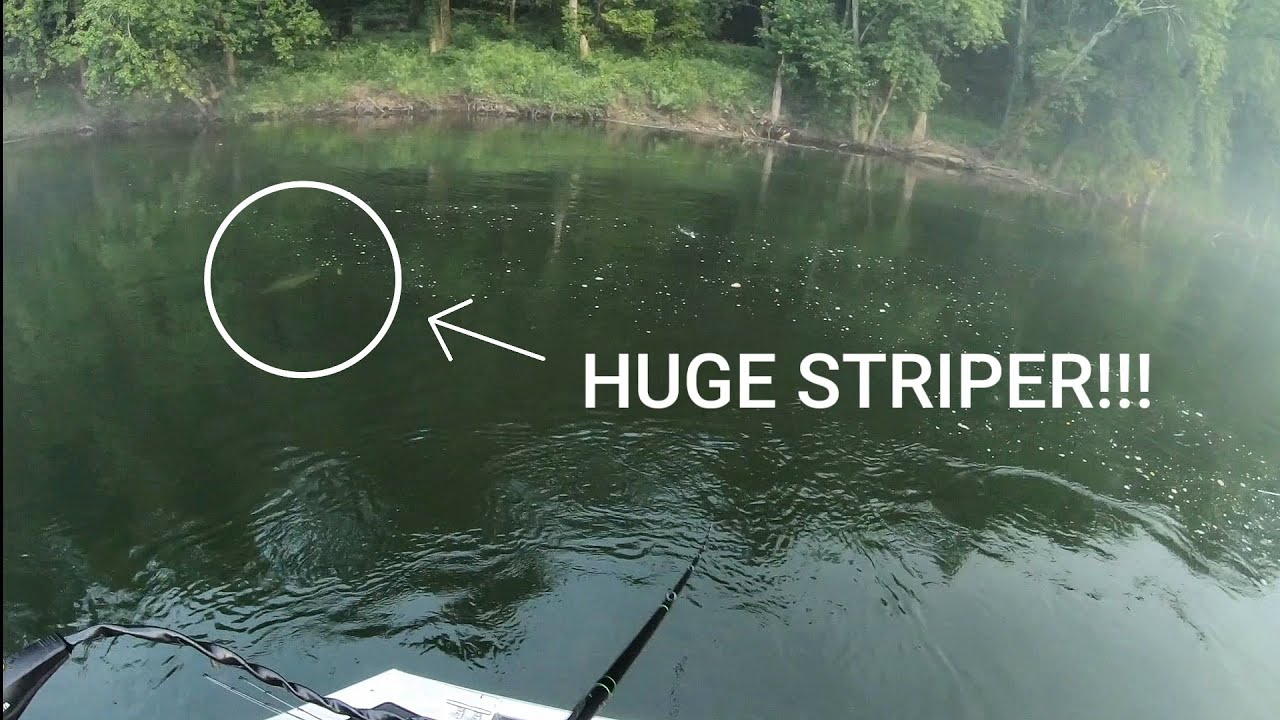 Fishing for RIVER STRIPER! ft. Creek Fishing Adventures - YouTube