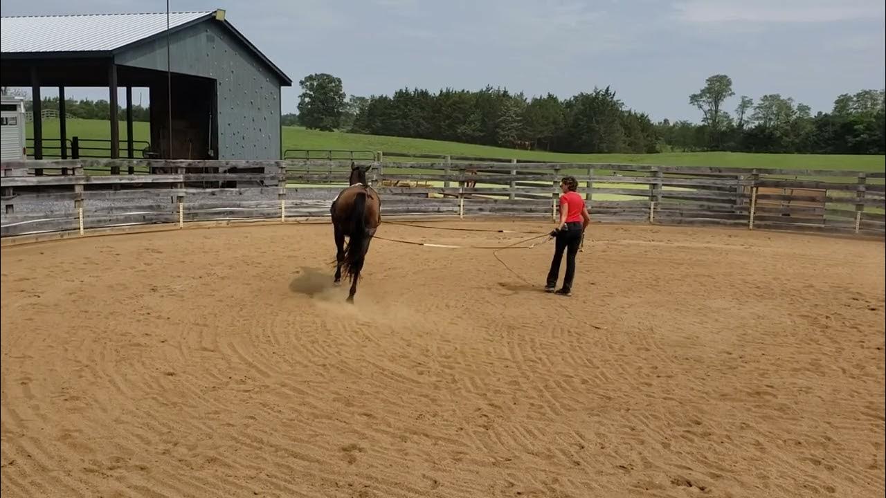 8/16/24 Rona @ end of :30 min w/t/halt both directions @WildestExpectFarm7837 - YouTube