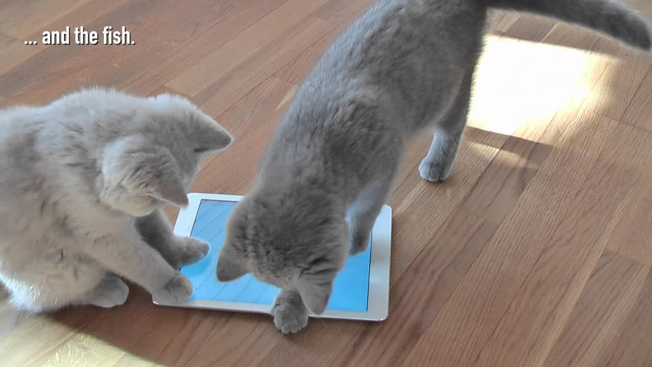 Two cute kittens play with iPad cat game. And water! - YouTube