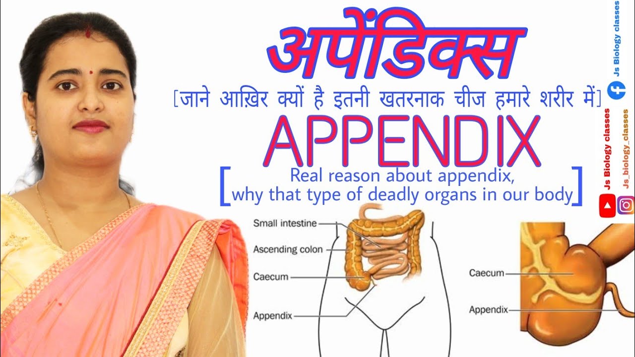अपेंडिक्स के हमारे शरीर में होने का कारण क्या है ? | Appendix kya hai ...