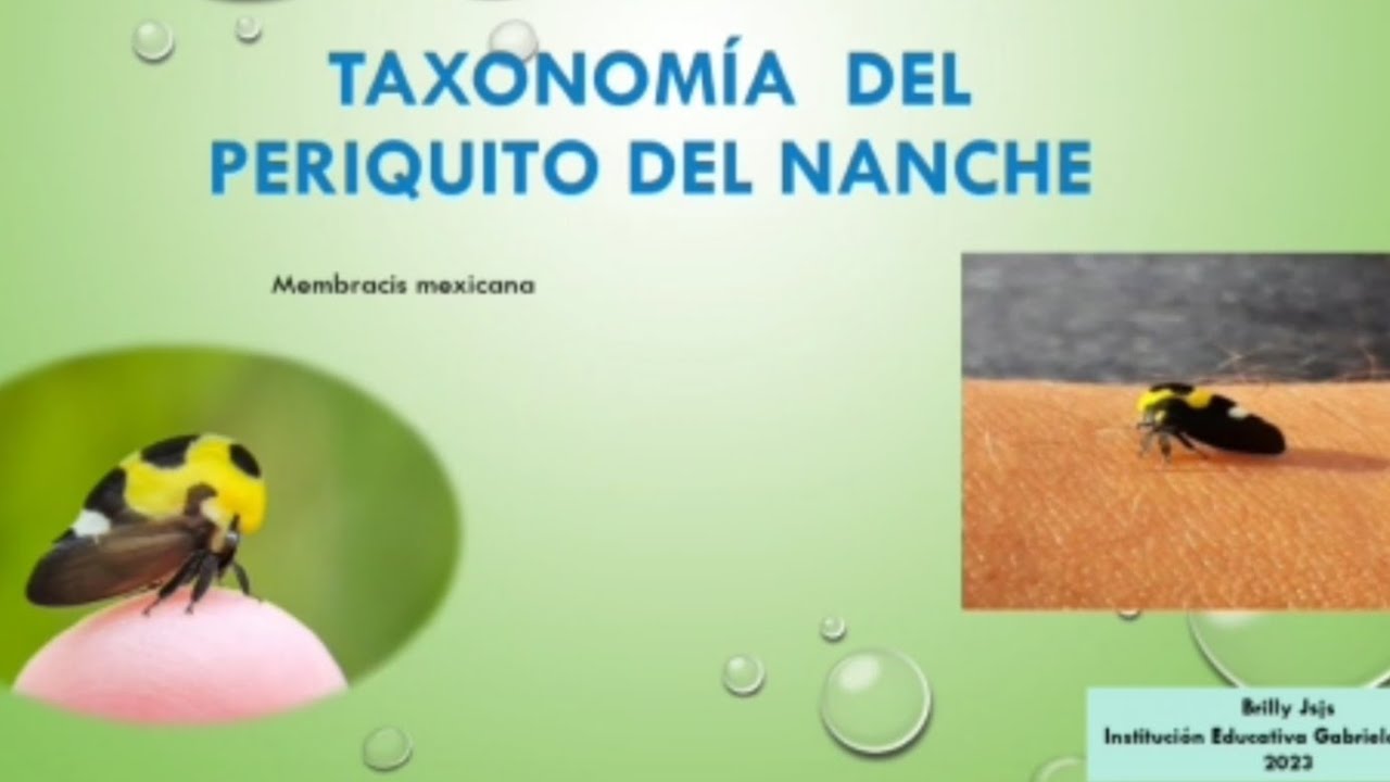 Taxonomía del Periquito del Nanche (Membracis mexicana) - YouTube