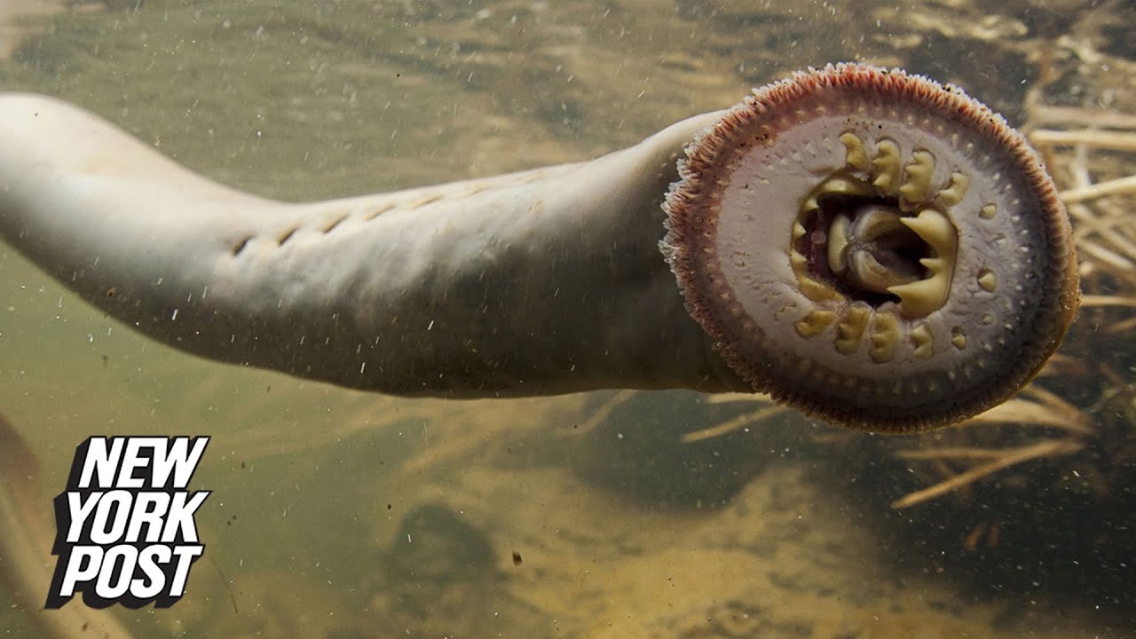 Blood-sucking eel with rows of swirling teeth spotted after 20-year ...