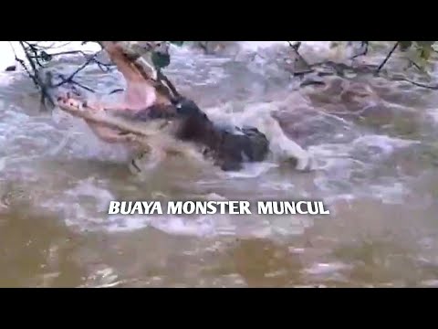 BUAYA MONSTER MUNCUL DI BEBERAPA LOKASI. - YouTube