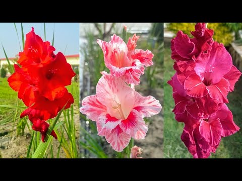 Propagation of Gladiolus From Corms 🤩😍 | Easy Way To Grow Gladiolus ...