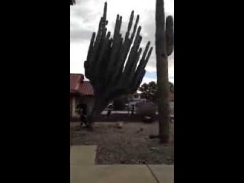 Coolest Cactus Removal In Phoenix AZ. - YouTube